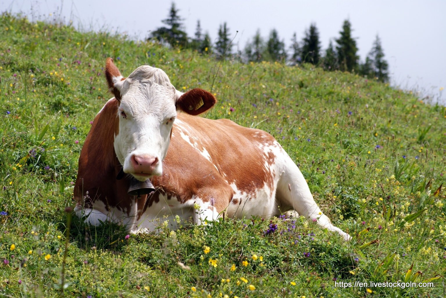 Types of Cows: 20 Different Cow Breeds You Should Know - Livestock ...