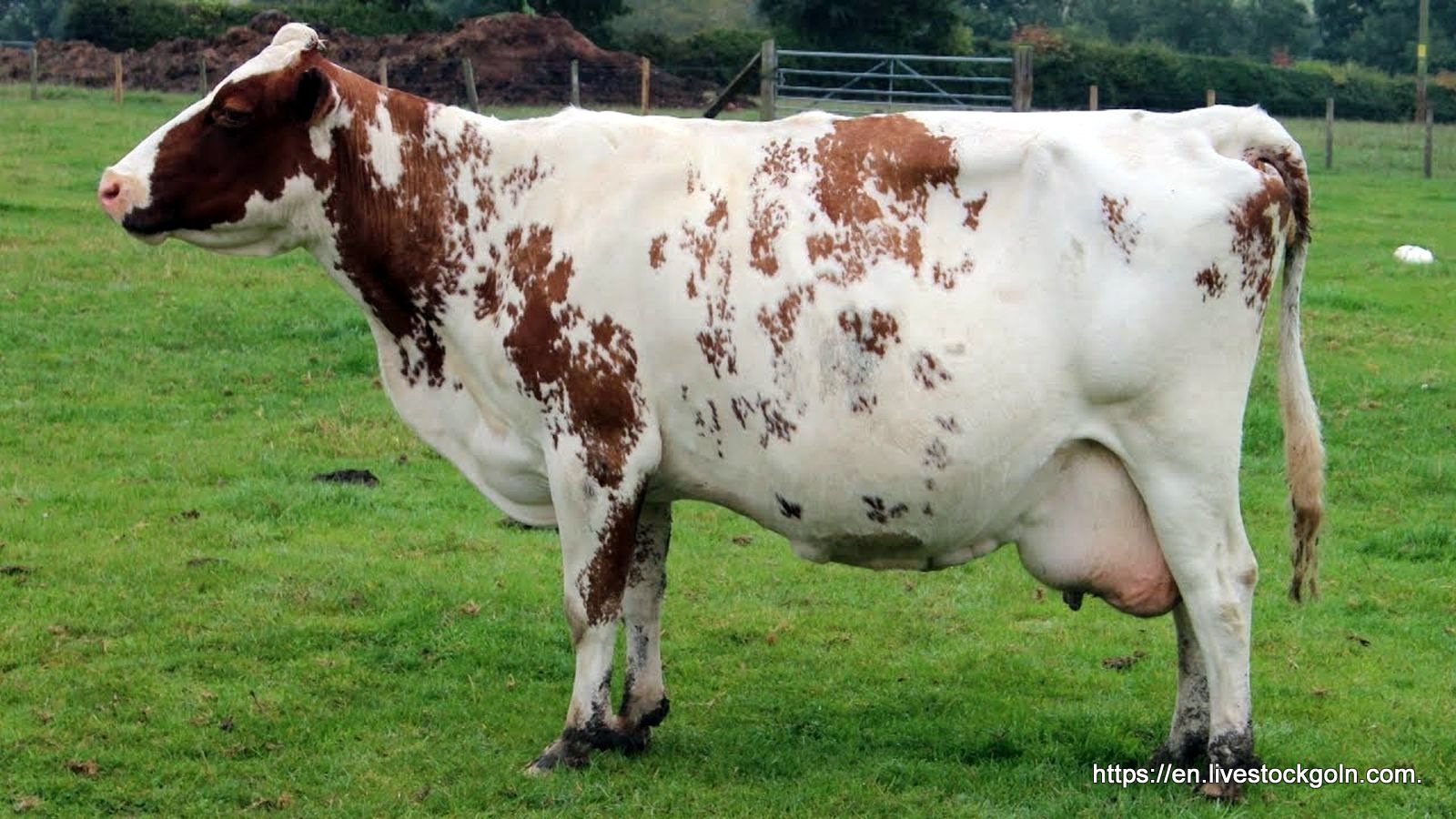 Types of Cows: 20 Different Cow Breeds You Should Know - Livestock ...