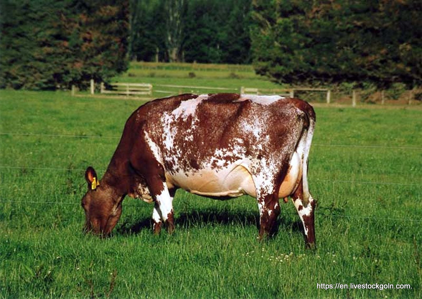 Types of Cows: 20 Different Cow Breeds You Should Know - Livestock ...