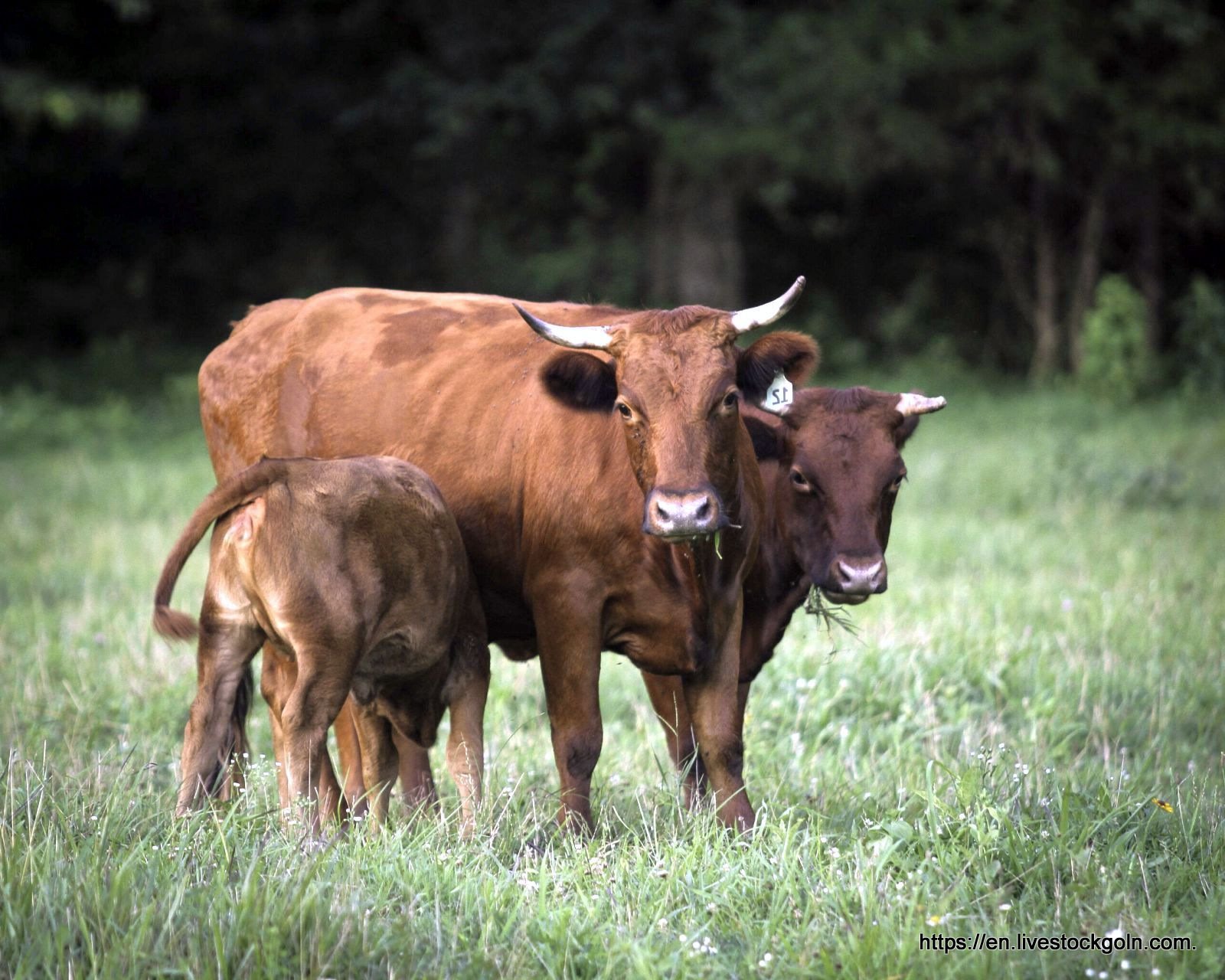 Types of Cows: 20 Different Cow Breeds You Should Know - Livestock ...