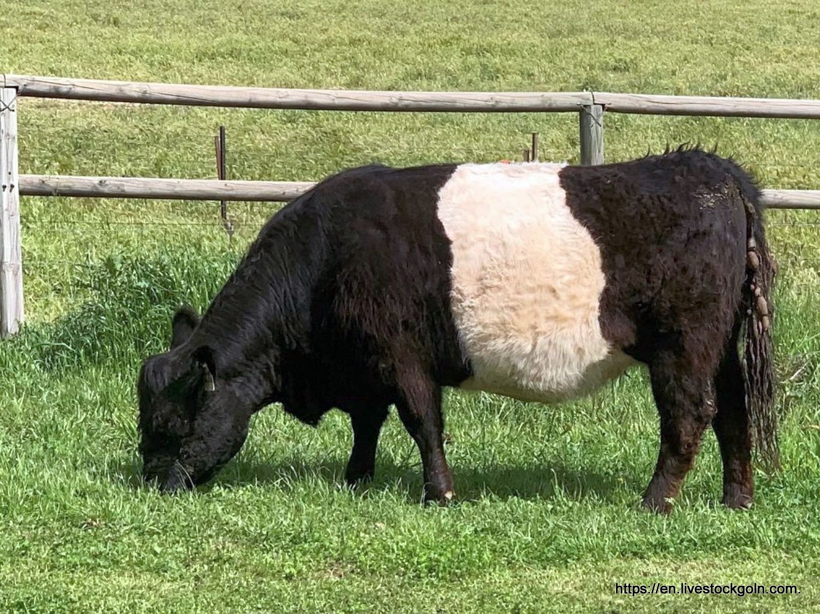 Types of Cows: 20 Different Cow Breeds You Should Know - Livestock ...