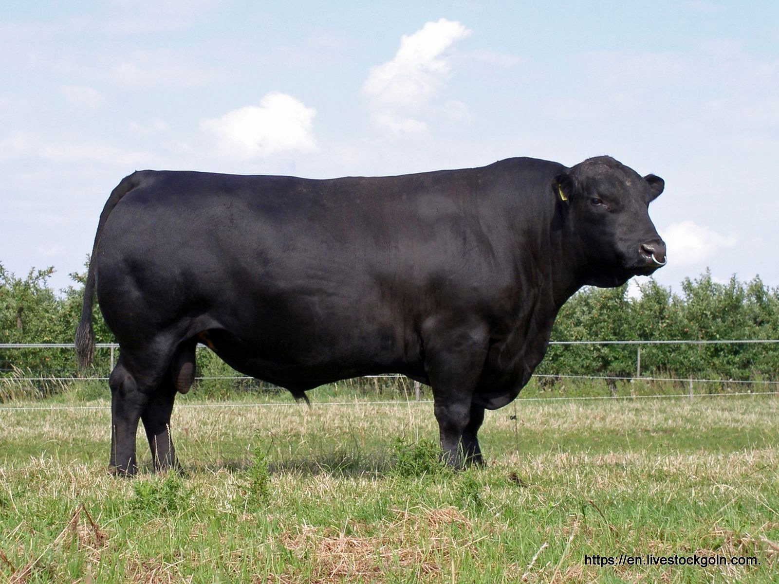 Types of Cows: 20 Different Cow Breeds You Should Know - Livestock ...