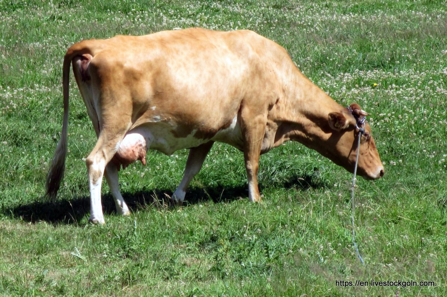 Types of Cows: 20 Different Cow Breeds You Should Know - Livestock ...