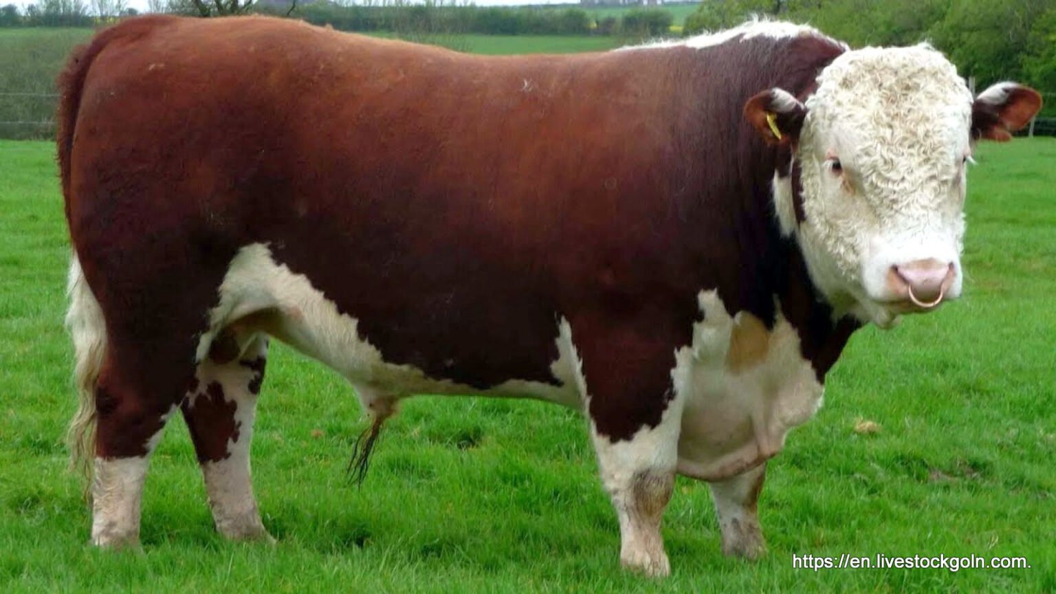 Types of Cows: 20 Different Cow Breeds You Should Know - Livestock ...