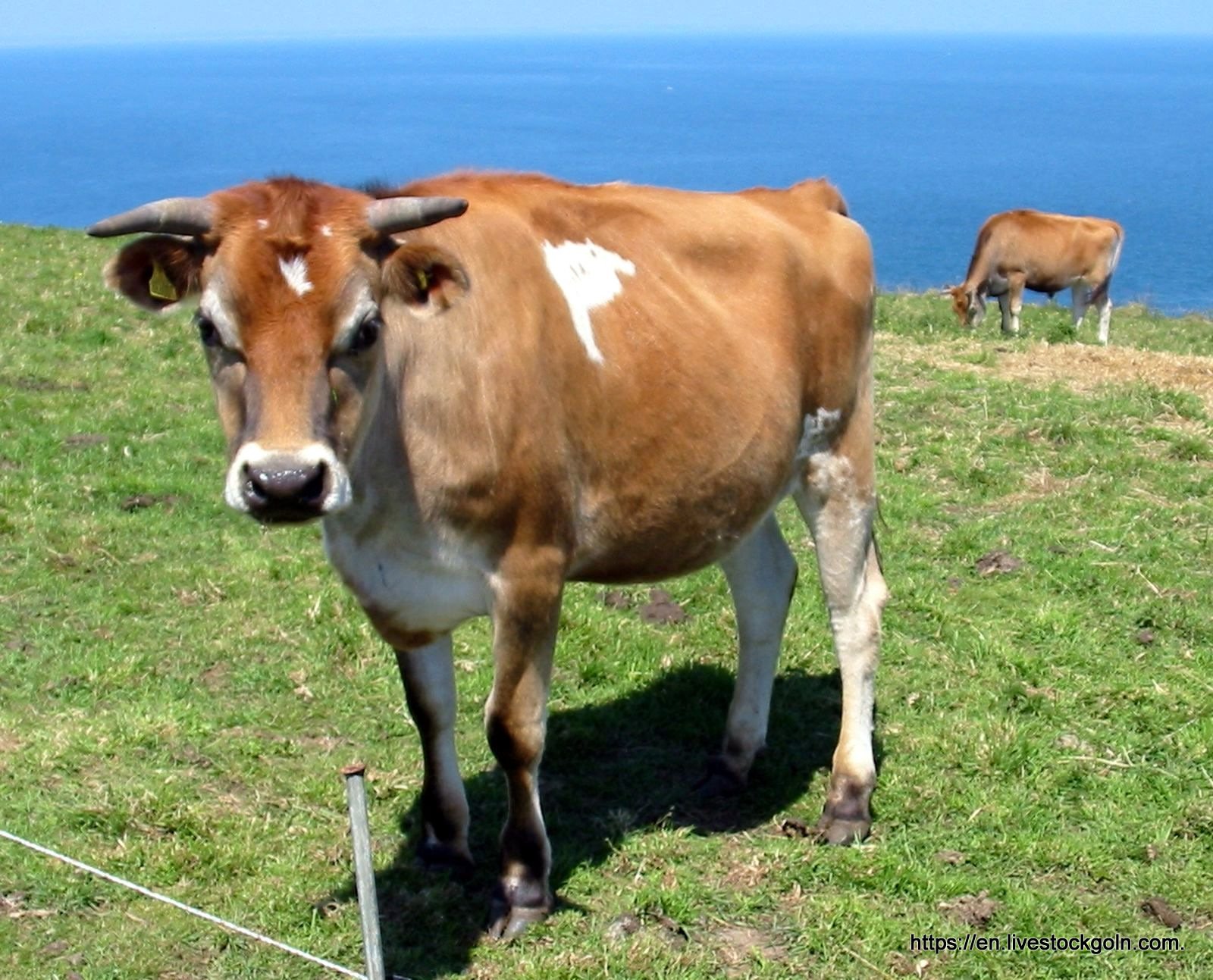 Types of Cows: 20 Different Cow Breeds You Should Know - Livestock ...