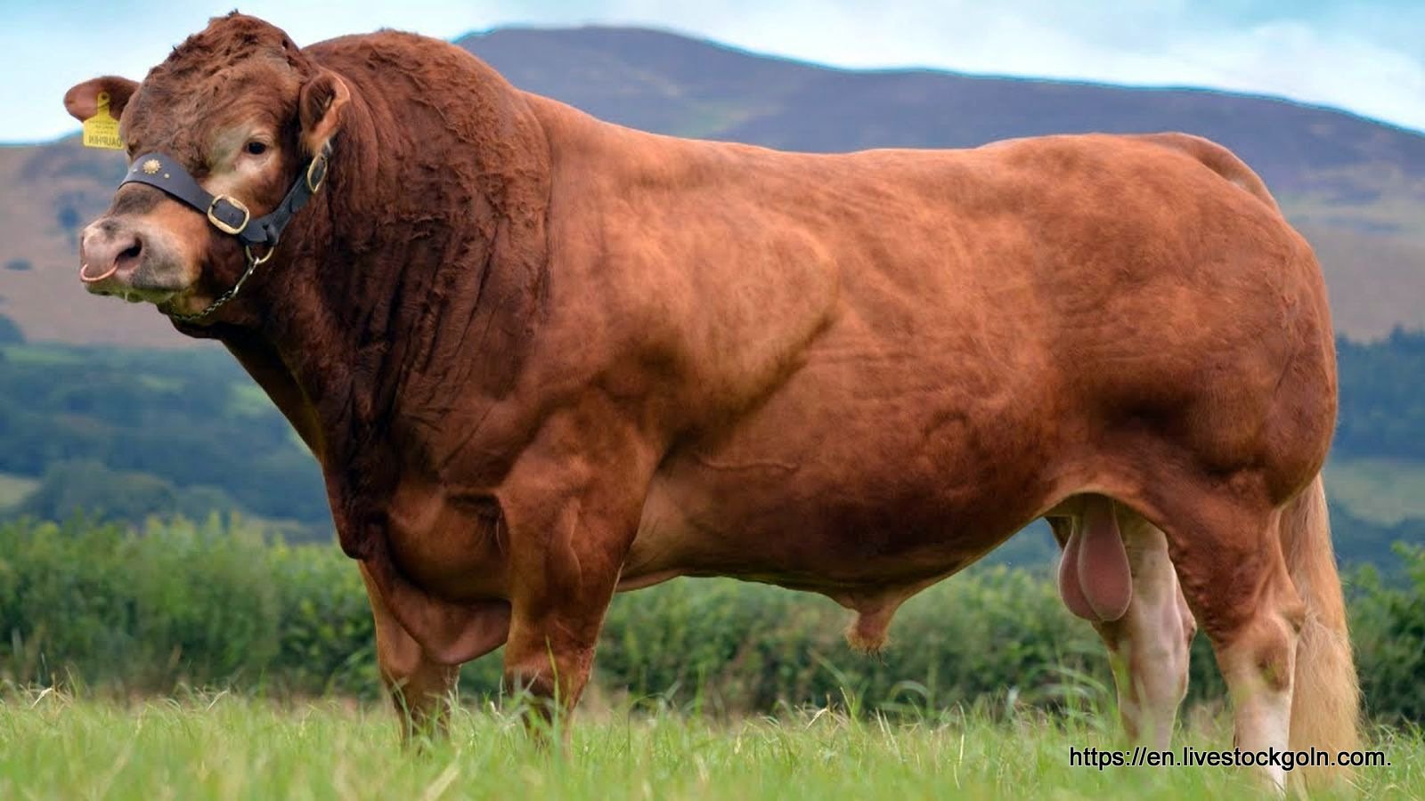 Types of Cows: 20 Different Cow Breeds You Should Know - Livestock ...