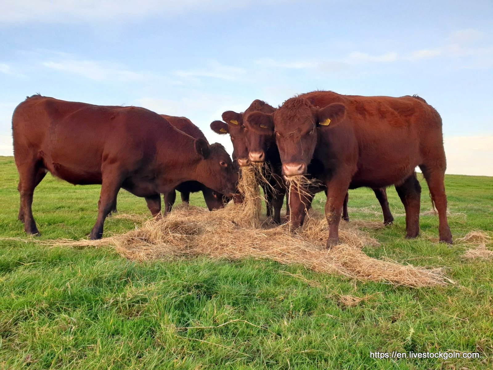 Types of Cows: 20 Different Cow Breeds You Should Know - Livestock ...