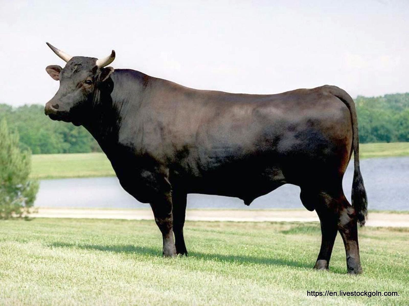 Types of Cows: 20 Different Cow Breeds You Should Know - Livestock ...
